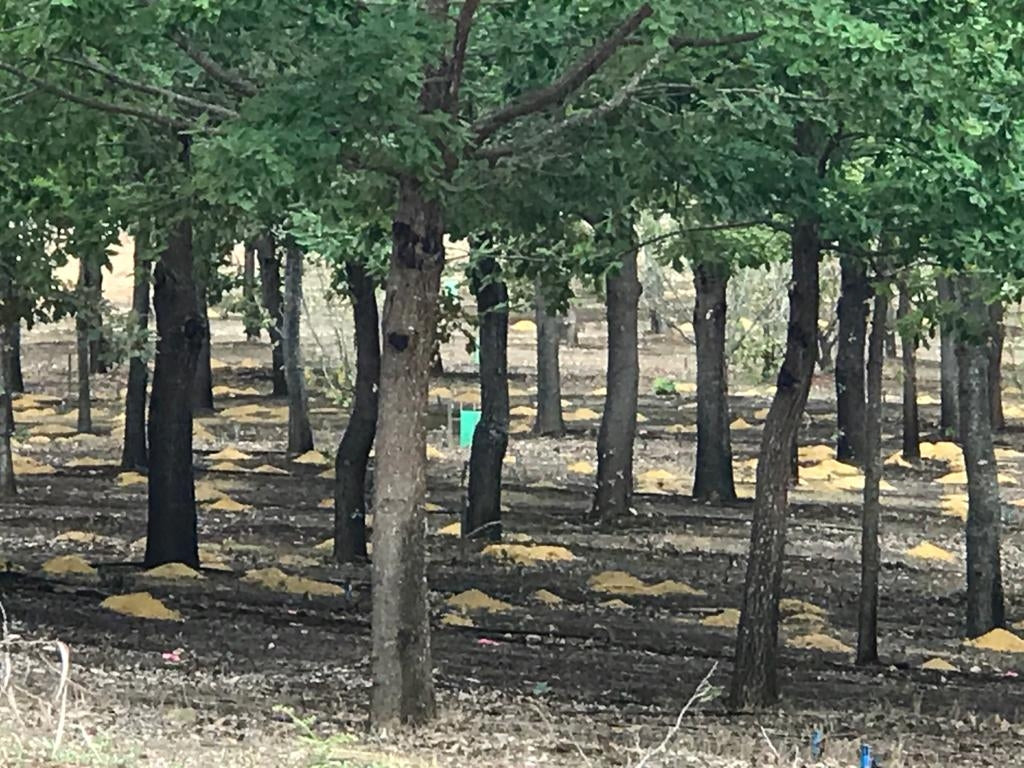 Inoculated English Oak Truffle Trees (Quercus Robur) – Stonebarn