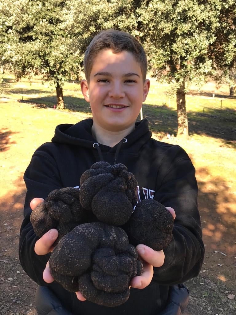 Inoculated Holly Oak (Quercus Ilex) – Stonebarn